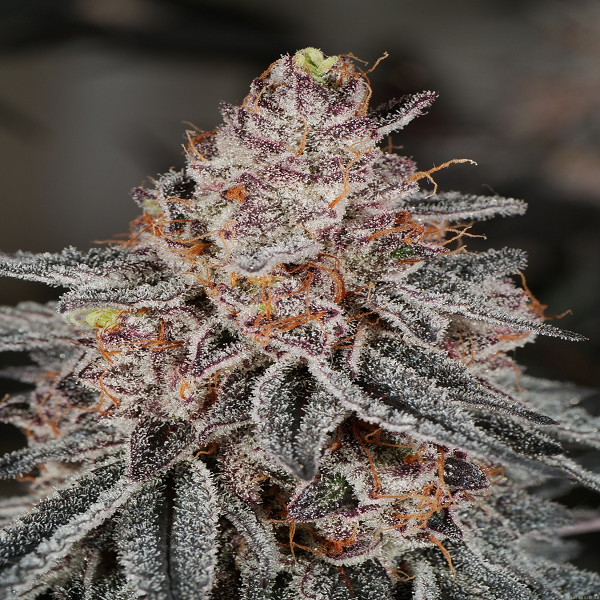 Michigan Marijuana Services | Green Ganja Clones